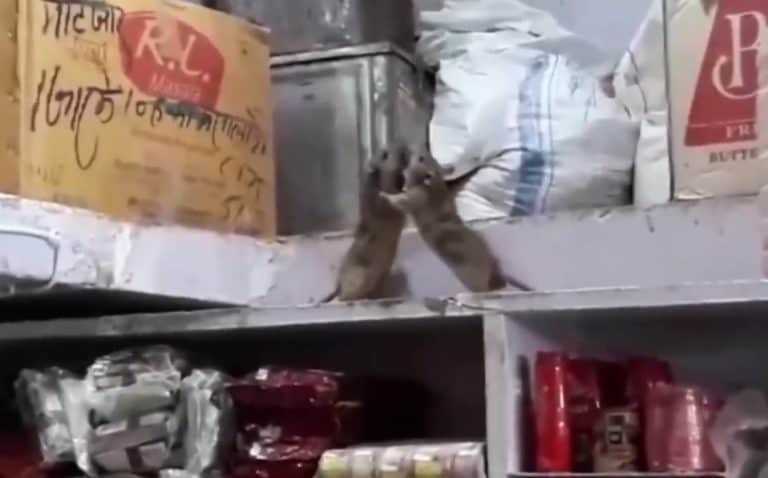 Ratas peleando en almacén chino se hacen virales